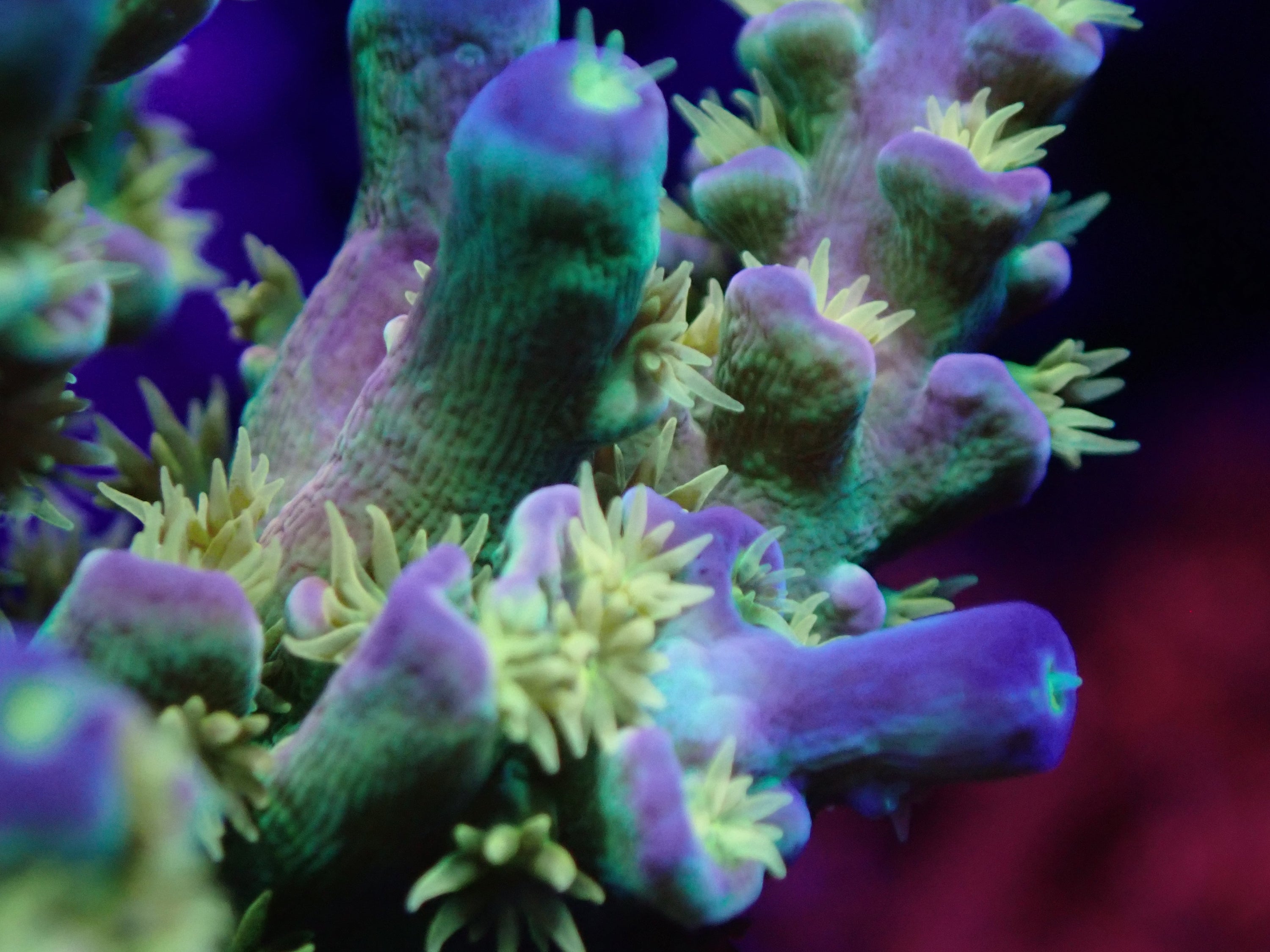 SPS – Only Reefs Aquatics