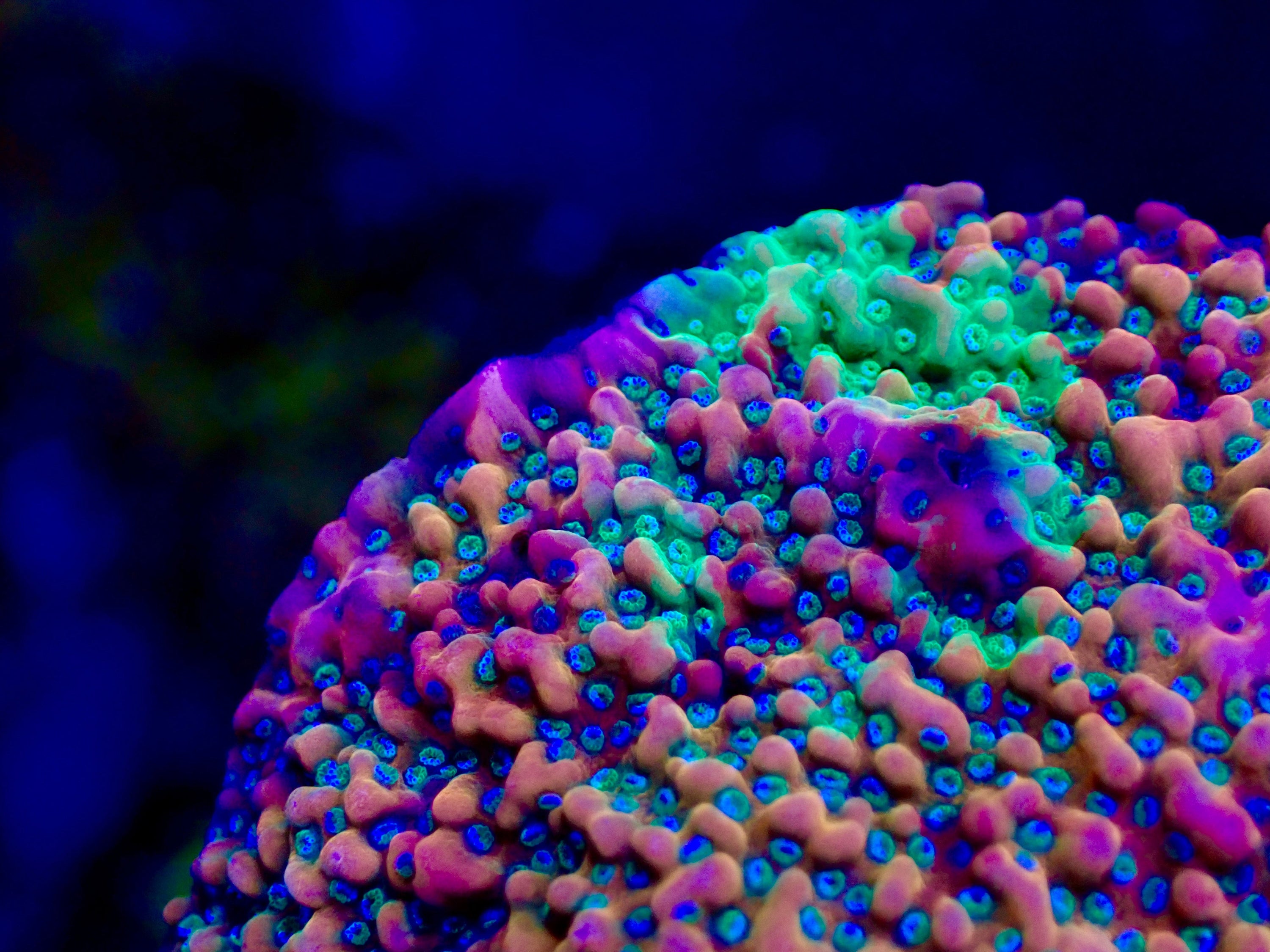SPS – Only Reefs Aquatics